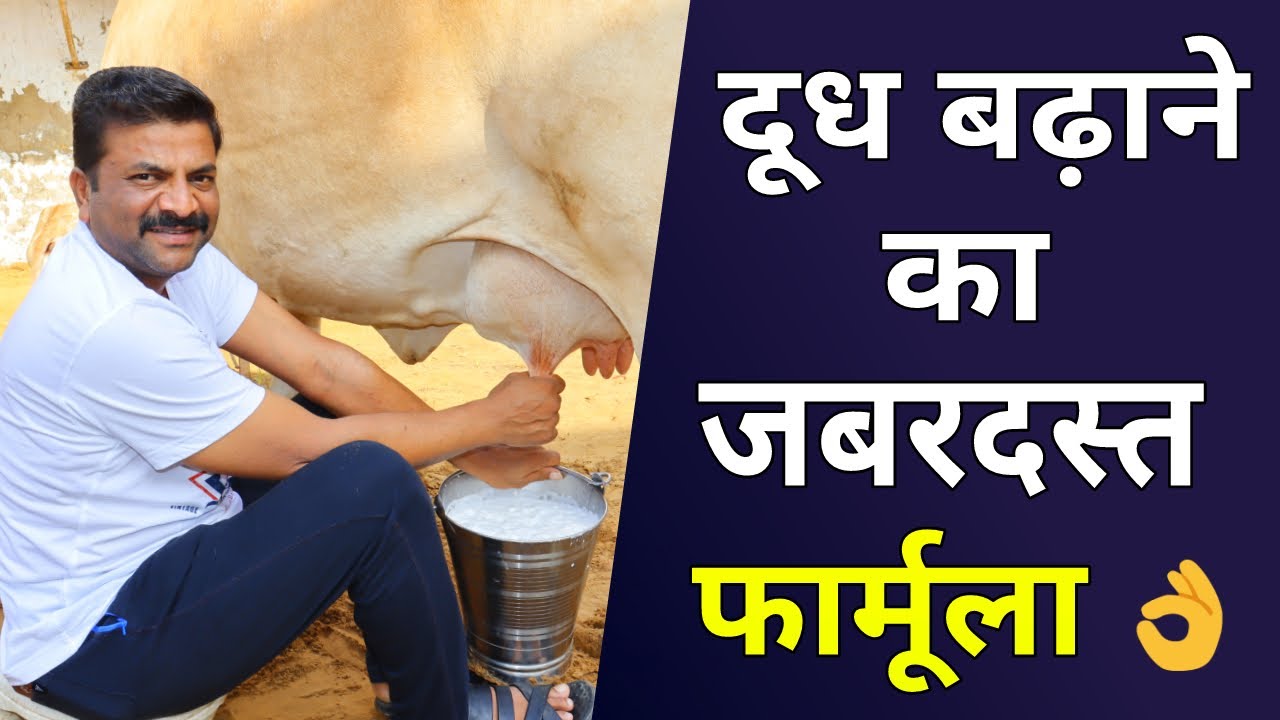 गाय भैंस का दूध बढ़ाने व हिट में लाने का फ्री का जबरदस्त फॉर्मूला👍 ...