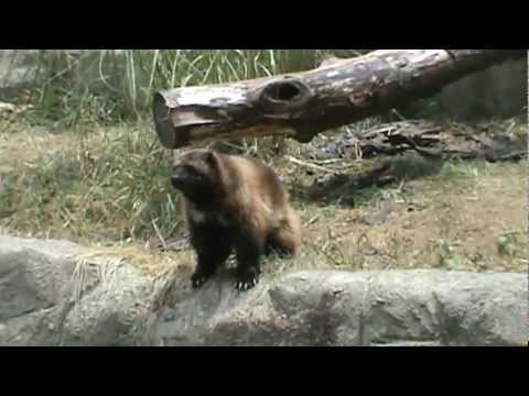 Wolverine at the Detroit Zoo 2 - YouTube