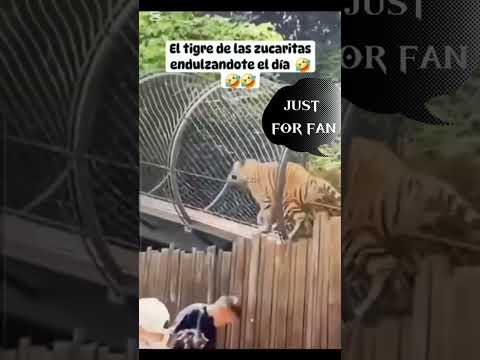 JUST FOR FAN - YouTube