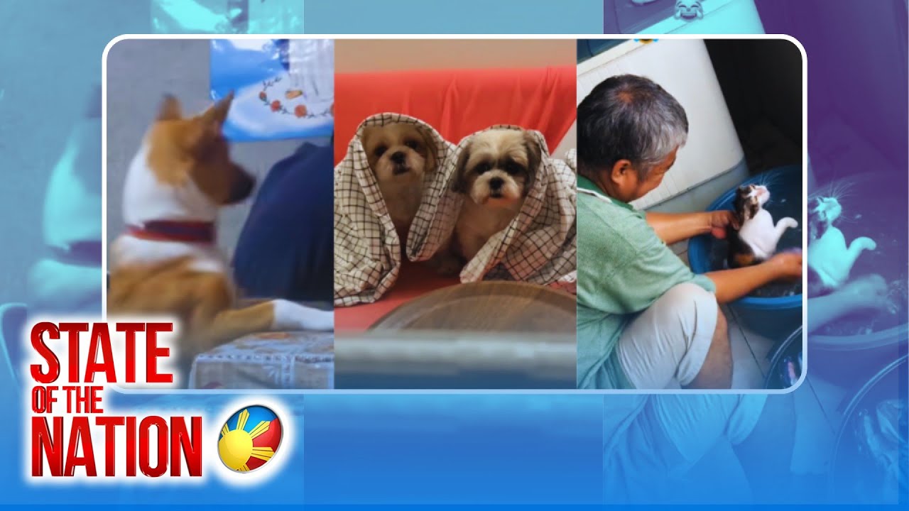 Aspin na nagtampo, mga Shih Tzu na movie lovers, at pusang galit ...