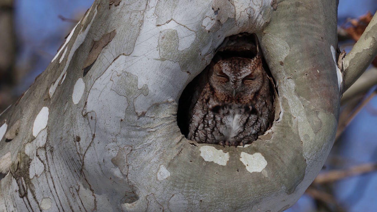Red morph Eastern Screech Owl sunbathing - YouTube