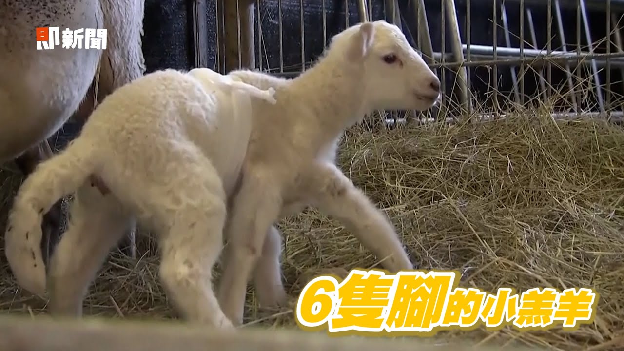 小羔羊竟長6隻腳 牧羊人「牠的生存意志很強」決定用愛陪伴 German farmer celebrates birth of six ...