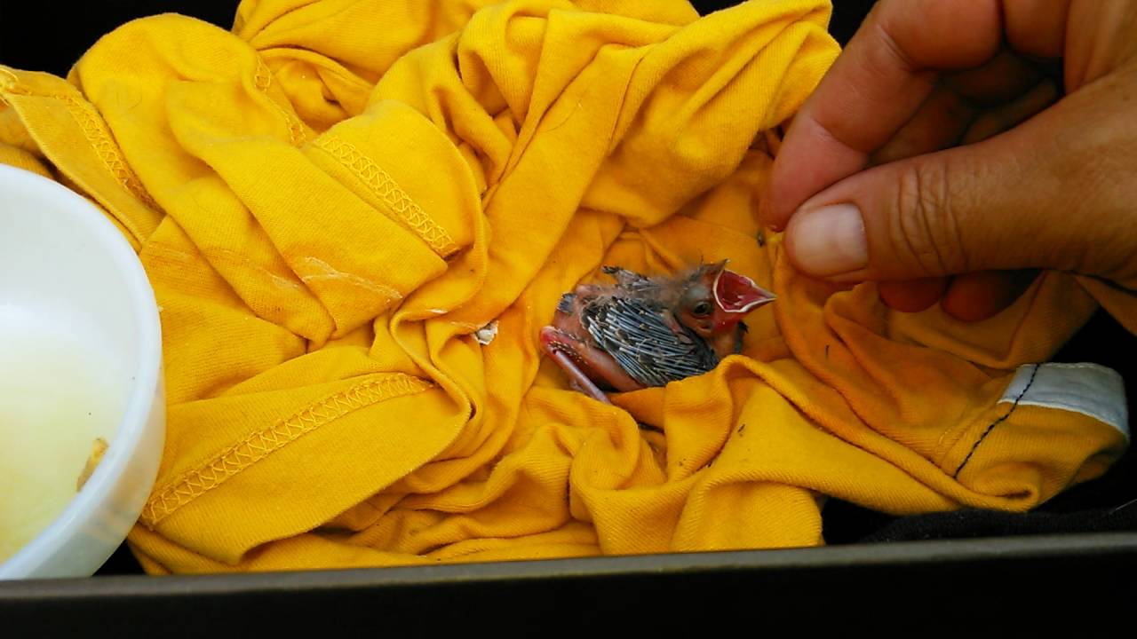 Feeding the Baby Bluejay - YouTube