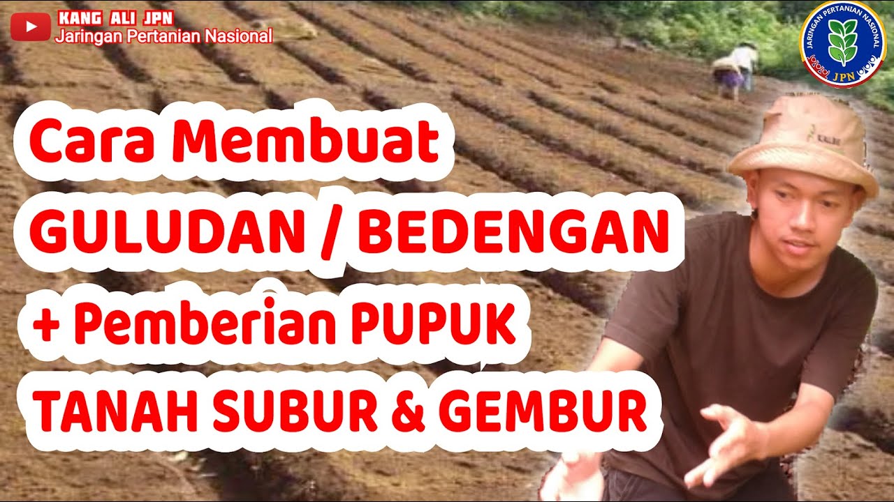 MEMBUAT GULUDAN ATAU BEDENGAN SEKALIGUS PEMBERIAN PUPUK KANDANG AGAR ...
