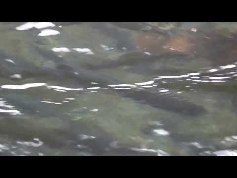 Forellenschwarm in der Aach
