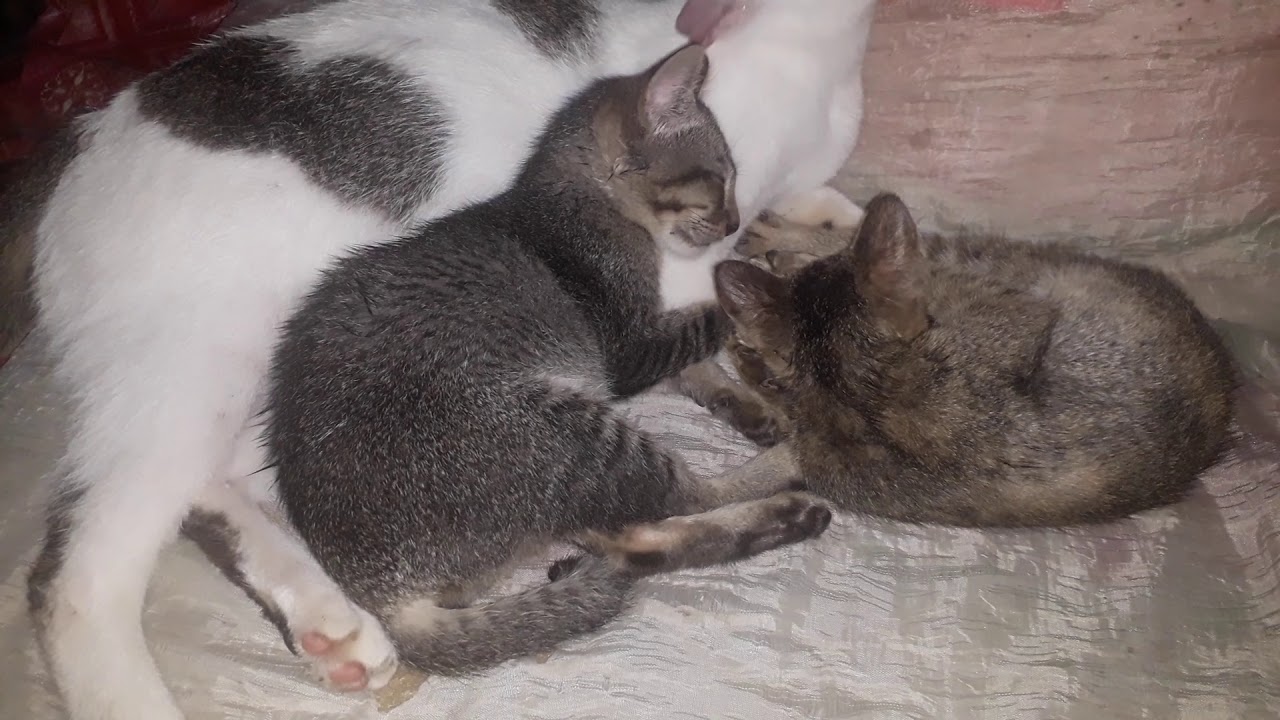 Kucing kesayangan - YouTube