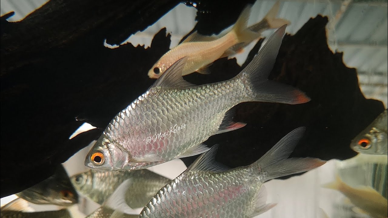 Barbonymus balleroides @ Javanese Tinfoil Barb/Lalawak (Indonesia ...