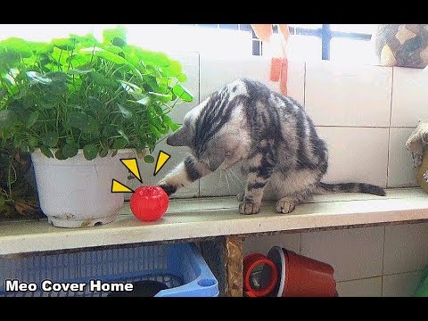 Cats Pushing Tomatoo Off Table | Funny Cat Video 2018 | Meo Cover Home ...