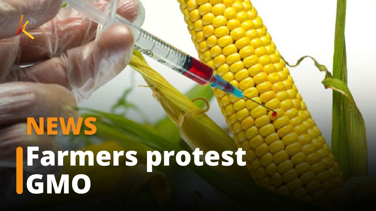 Farmers hold peaceful demonstrations against GMO food - YouTube