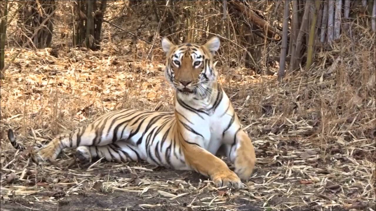 Bengal tiger Panthera tigris tigris Tadoba NP India 07/04/2016 - YouTube