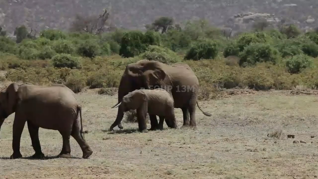 Funny Elephants - Cute Baby Elephant Videos - Elephant Baby Video - YouTube