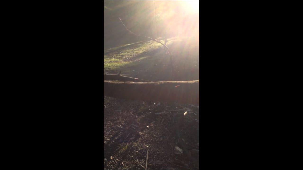 Big huntsman spider eaten by bird - YouTube