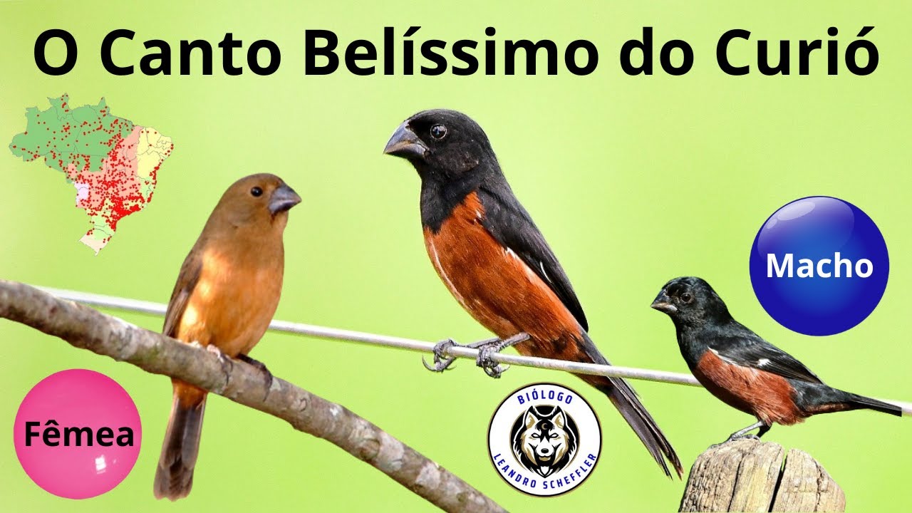 O Belíssimo Canto do Curió (Sporophila angolensis). #educaçãoambiental ...