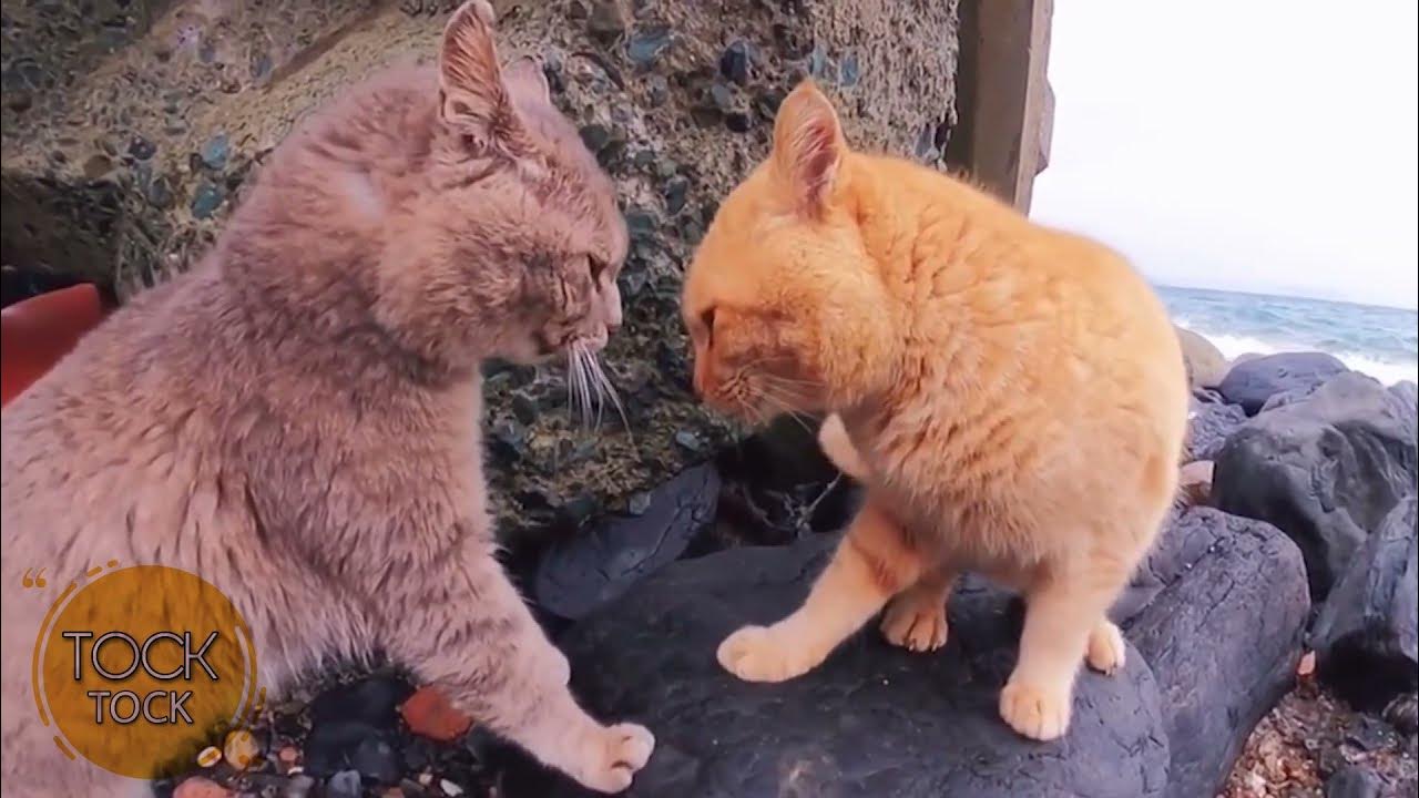 LAS 5 PELEAS DE GATOS MAS EPICAS DE TODOS LOS TIEMPOS - YouTube