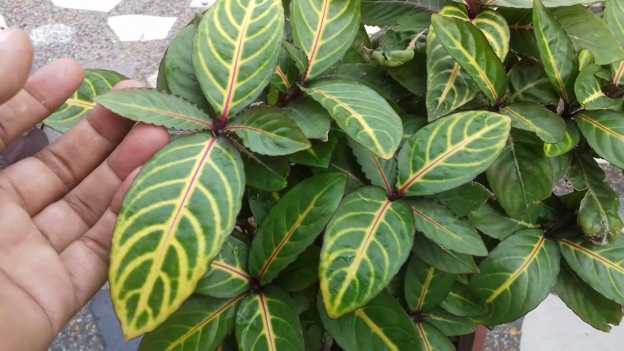 15-How to care sanchezia plant - YouTube