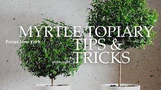Myrtle Topiary Care – How to Keep It Thriving Indoors & Outdoors!