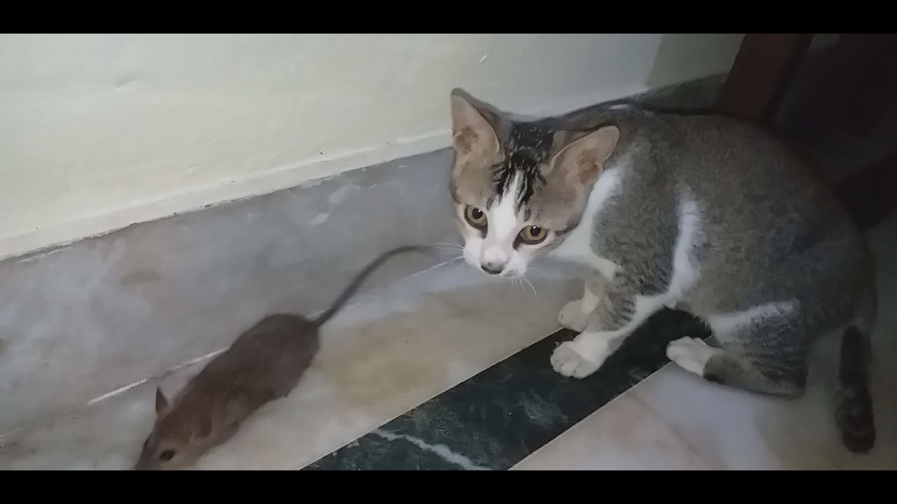 When A Cat Caught A Rat. Poor Rat Trembled in Fear. - YouTube