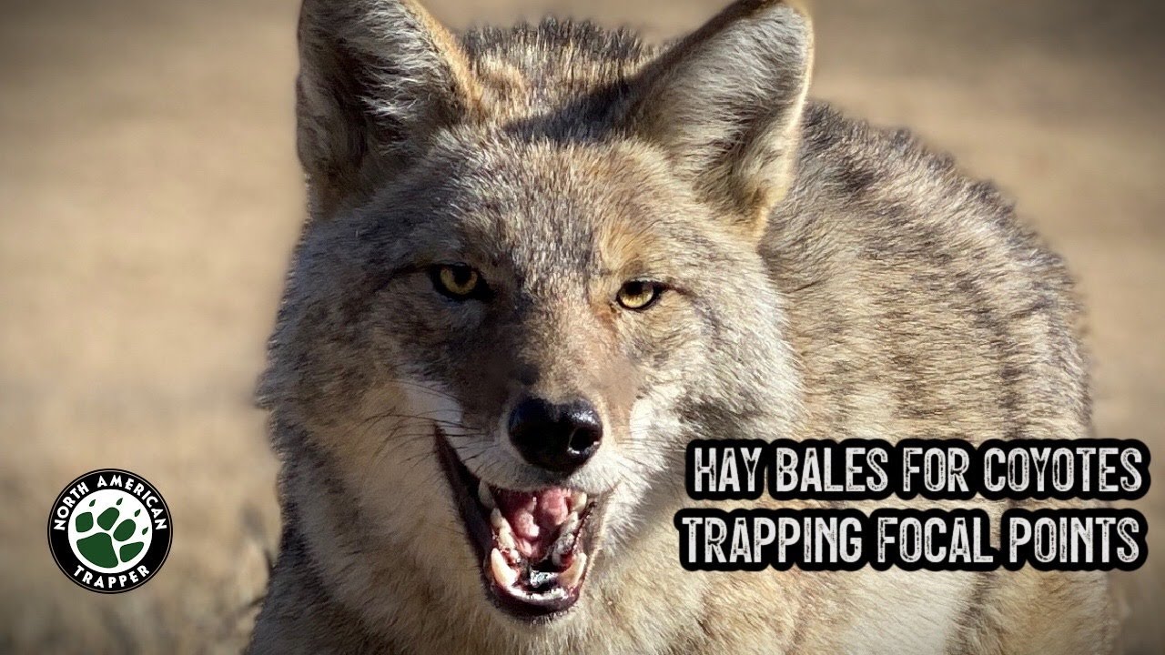 HAY BALES for COYOTES ~ Trapping Focal Points - YouTube