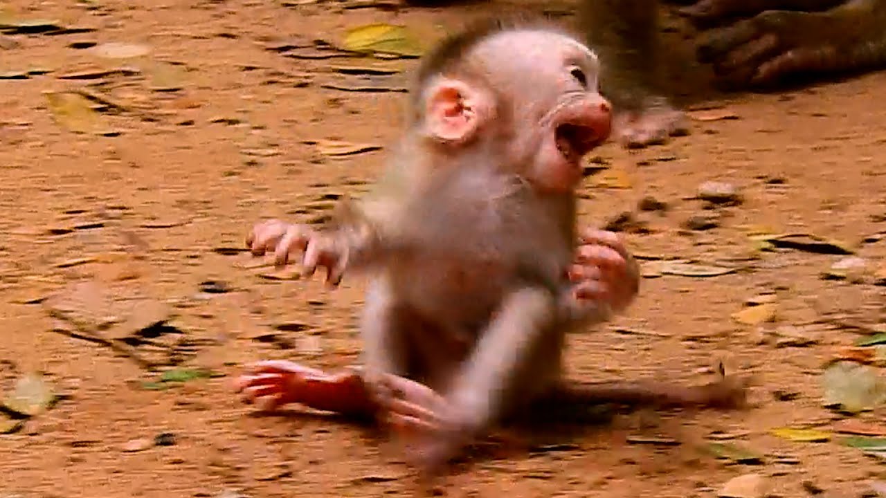 Pitiful Baby Leo Crying So Loudly...What Happening To Her... Where is ...