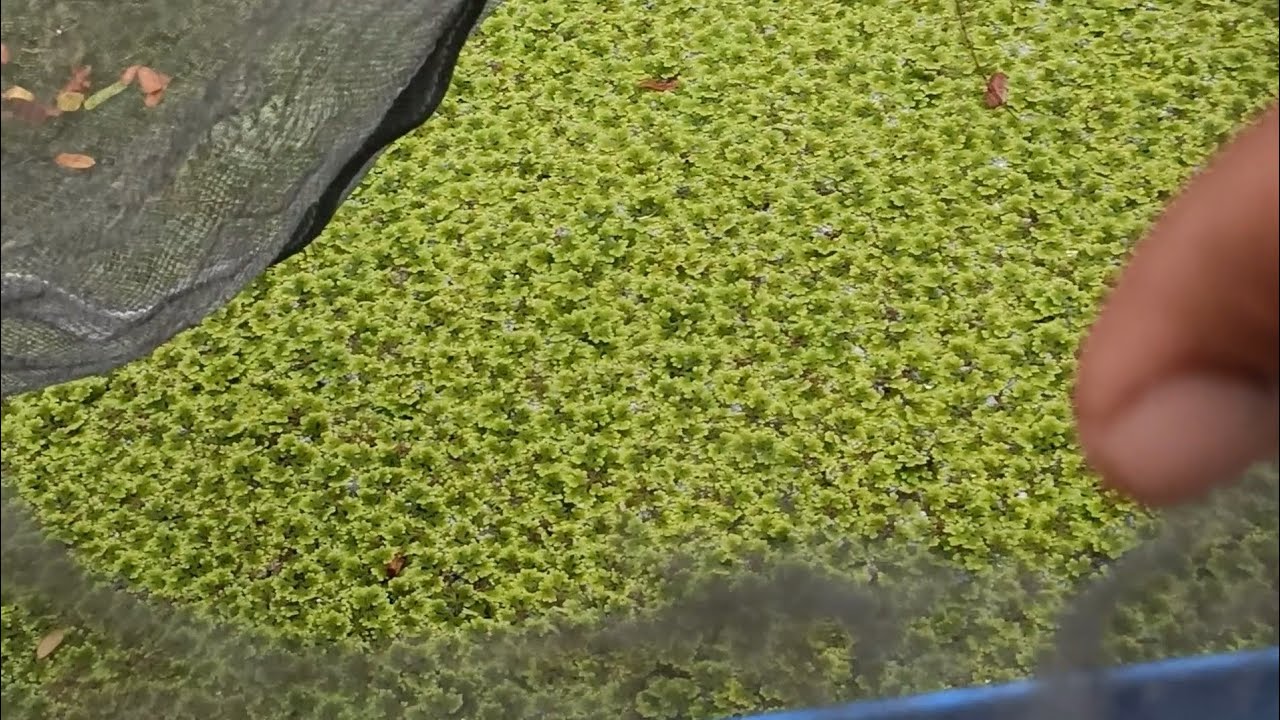 Part 1: Azolla Pond na walang Tae Ng baka! Experiment :-) (How to ...