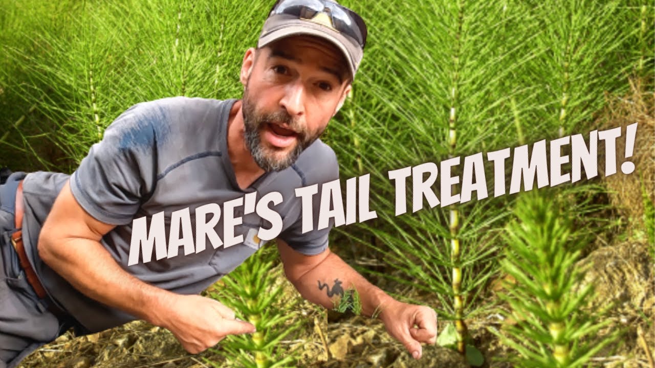 Try this everyday product to get rid of MARE'S TAIL / HORSETAIL # ...