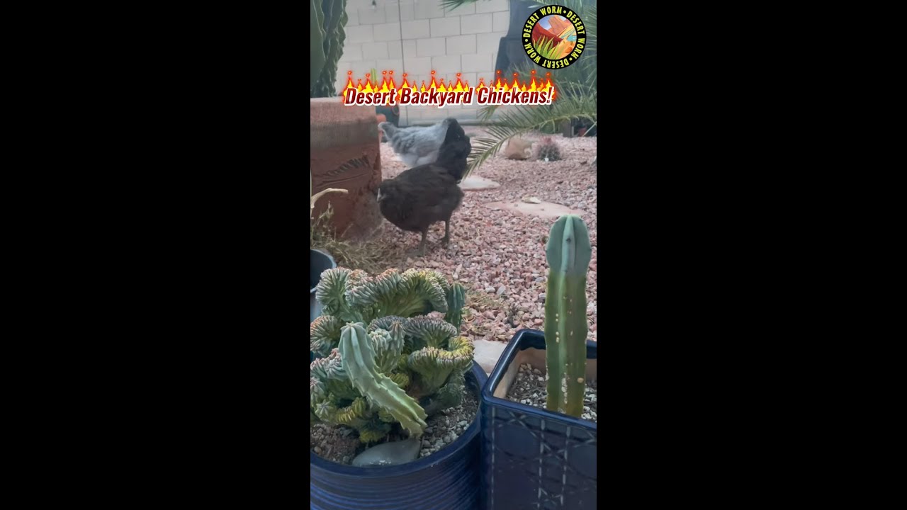 Desert, backyard, chickens, running around cactus palm tree and aloe ...
