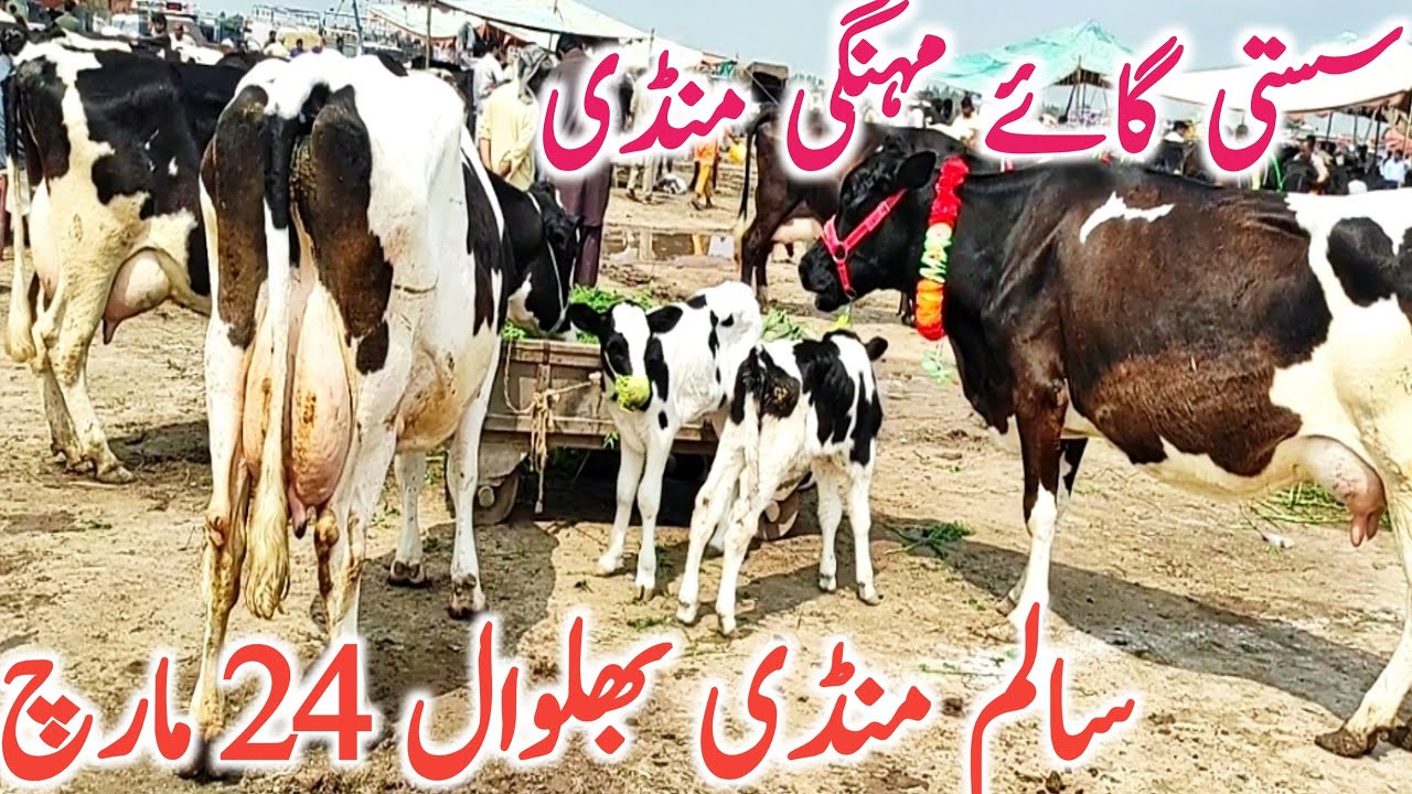 Bhalwal Salam Cow Mandi Cross Breed Cow Jersey Cholistani HF Cross Cow ...