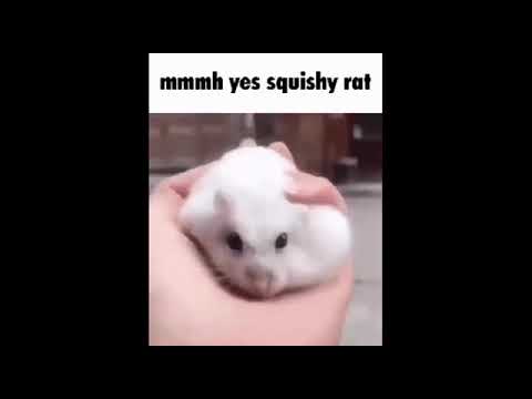 squishy rat - YouTube