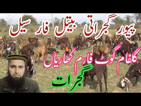 gujrati beetal bakrin for sale - YouTube