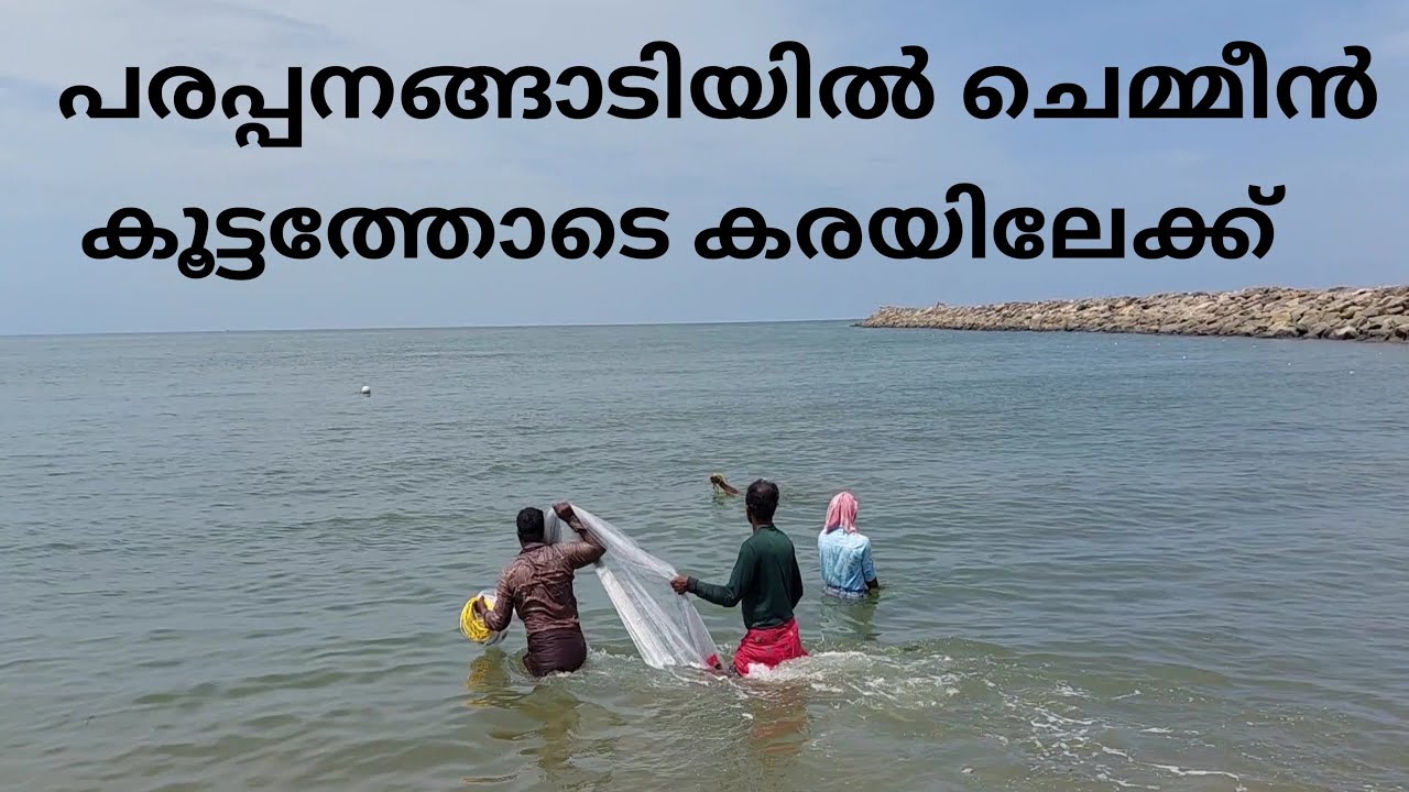പരപ്പനങ്ങാടിയിൽ ചെമ്മീൻ ചാകര | fishing | sea fishing | fishing ...