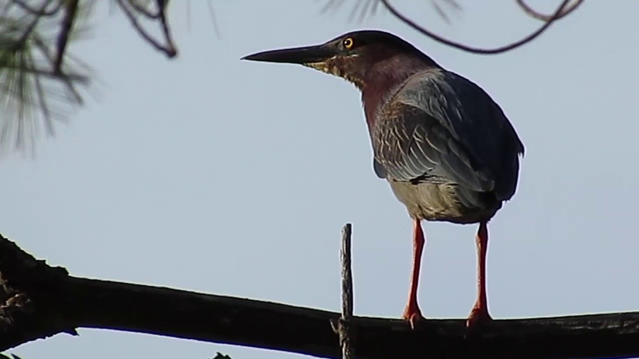 Green Heron Call - YouTube