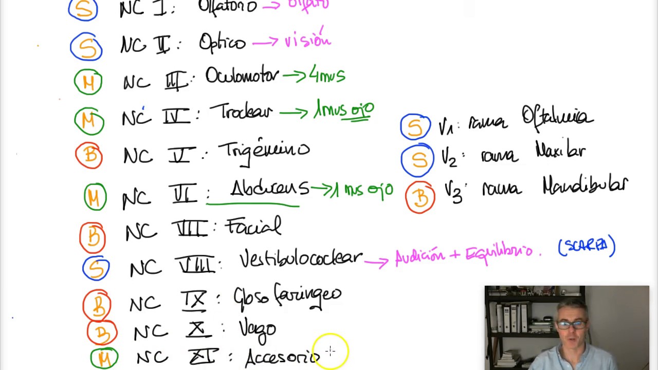 SNP 8 PARES CRANEALES MOTORES - YouTube