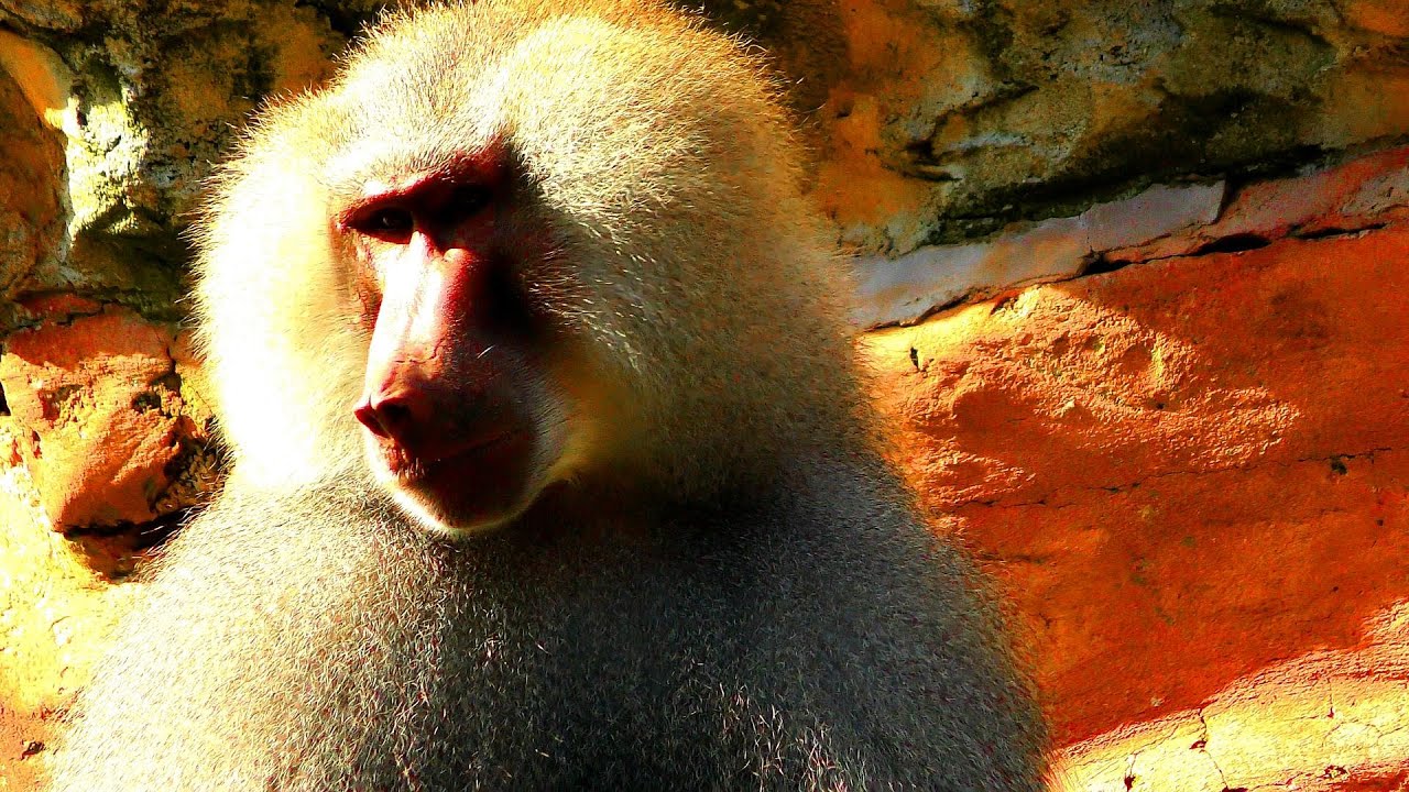 Wildlife V @DailyMusicVideo: Bring Peace To Earth and Save Wilderness ...