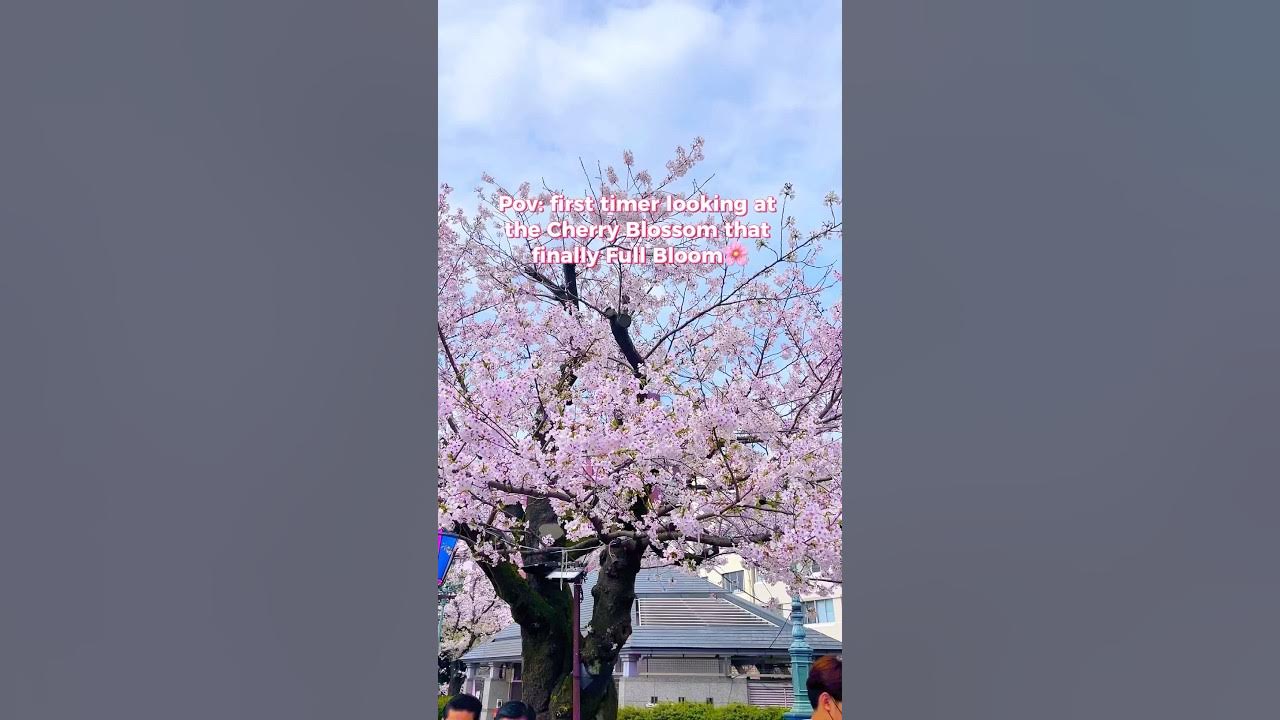 Pov First Timer Looking At Fully Blossom Cherry Trees 🌸 [with Location