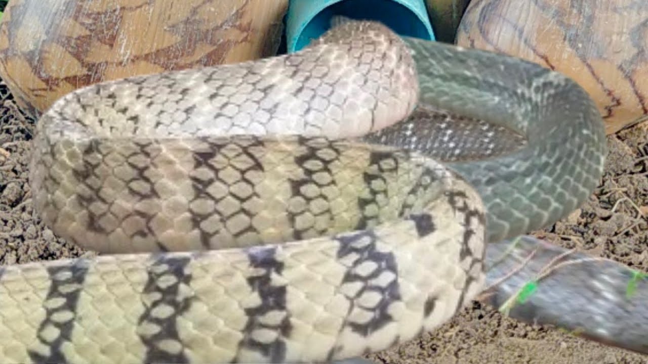 How to build a snake trap out of a hole using a steel tube, plastic and ...