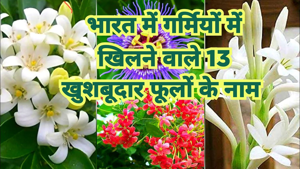 गर्मियों में खिलने वाले खुशबूदार फूल Top 13 Fragrant Flowers in Summer ...