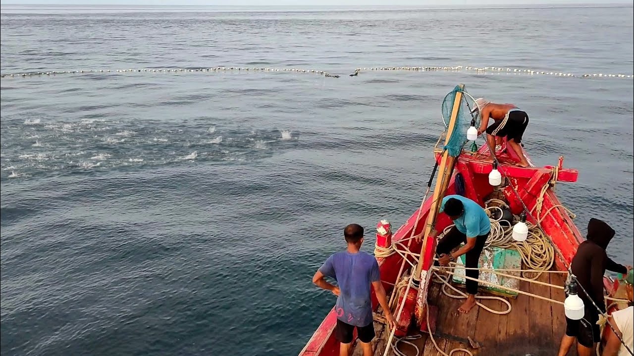 PURSE SEINE, Turns Out This Is How Fishermen Catch Fish In The Sea ...