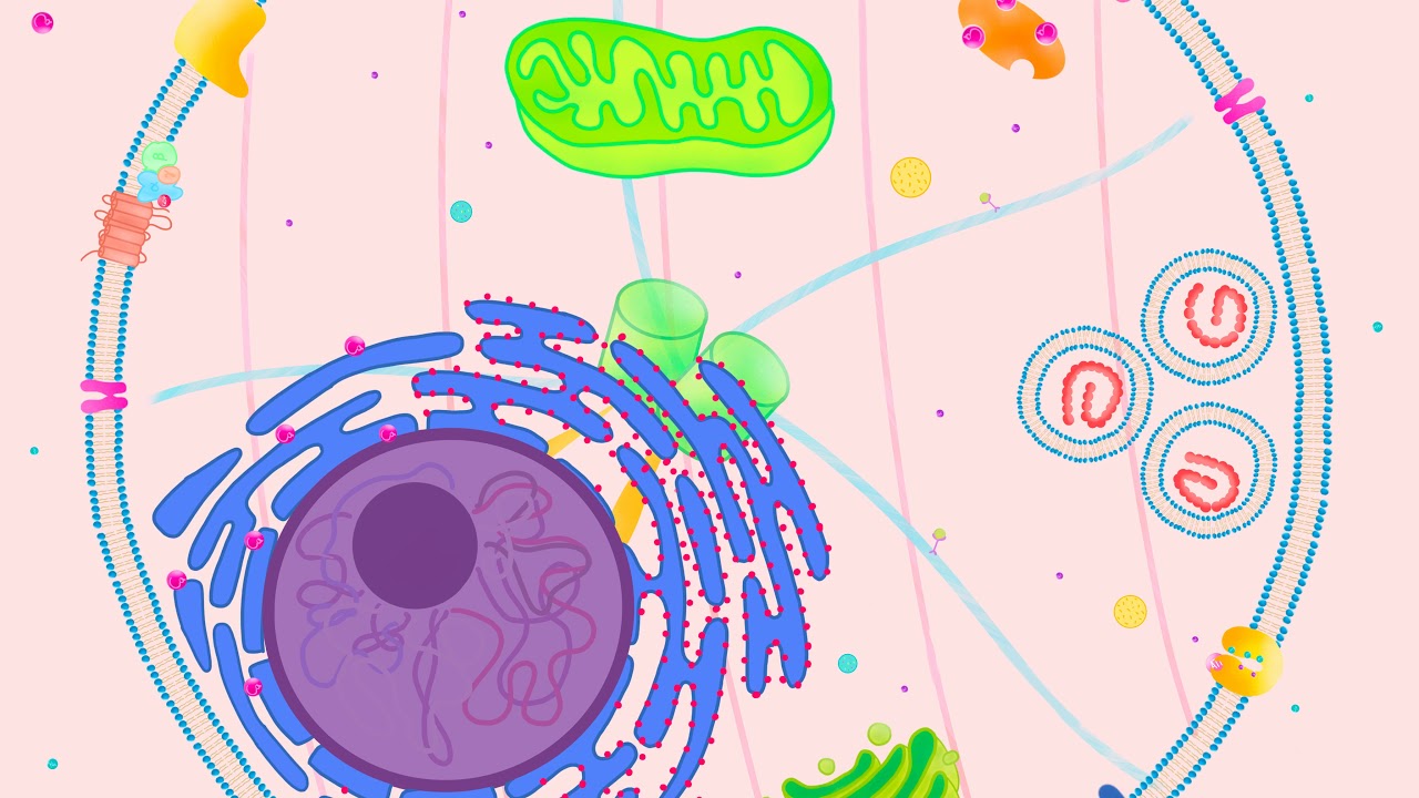 Fisiología Celular de la Célula Beta Pancreática - YouTube