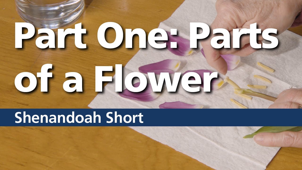 Watercolor Workshop: Parts of a Flower - YouTube