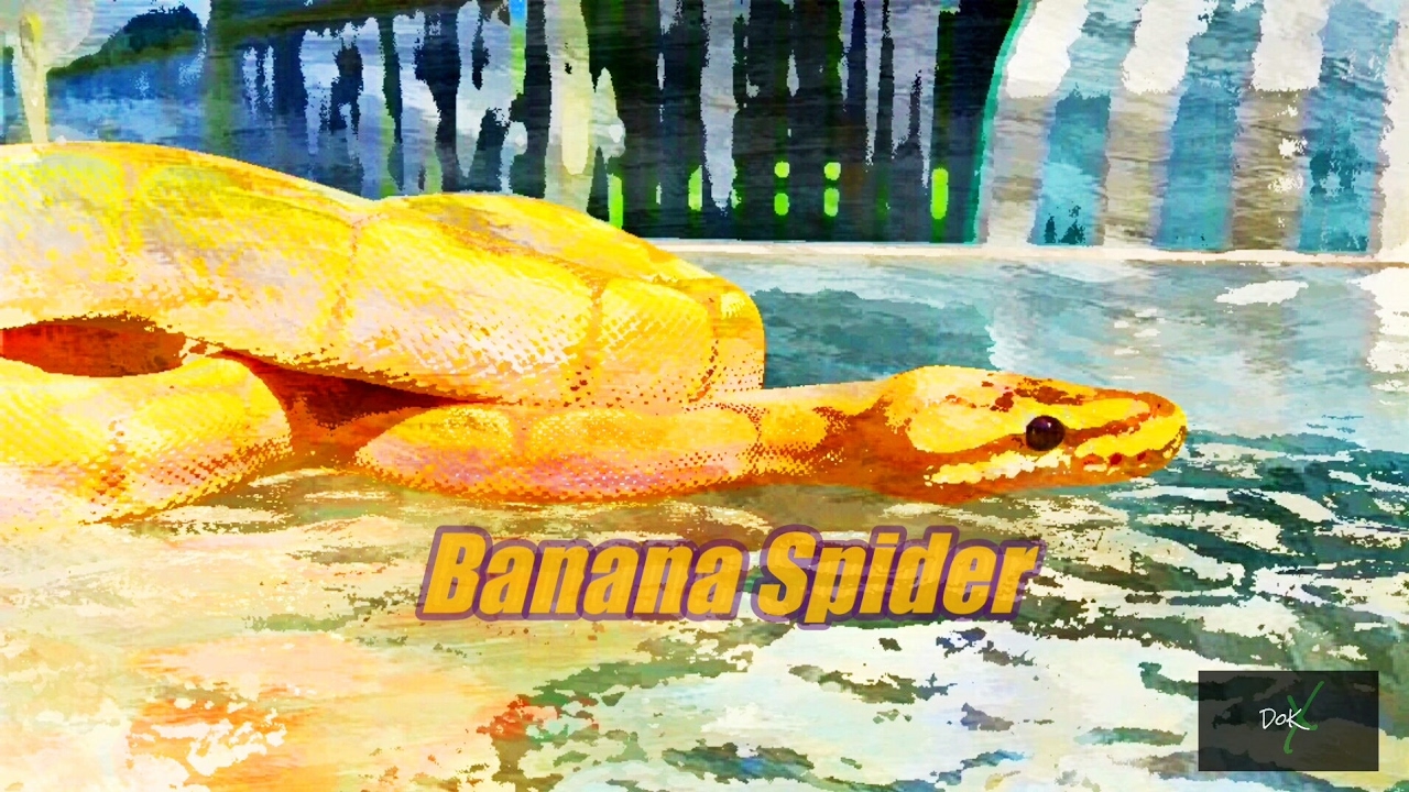 Banana Spider ♀ - Ball Python - Outdoors - YouTube