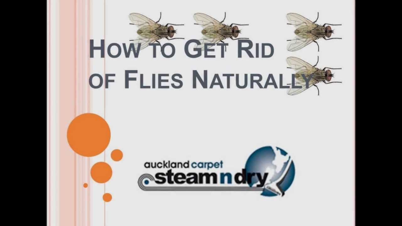 Rid of Flies Naturally Fly Control - YouTube