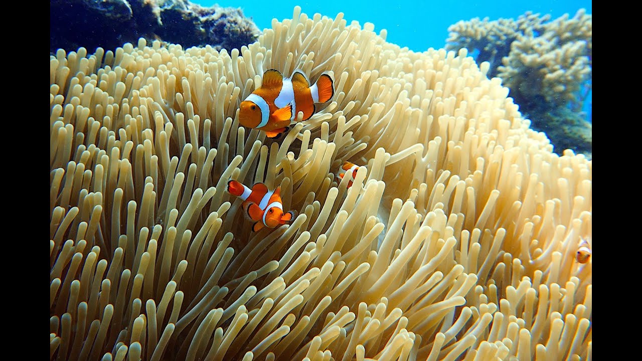 DIVING in PIRATES ISLAND with Sea Creatures Diving - YouTube