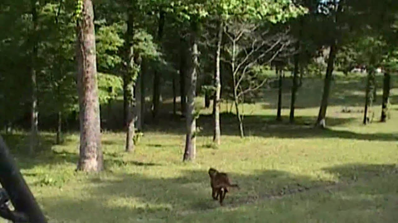 Maggie the Irish Setter out for a run - YouTube