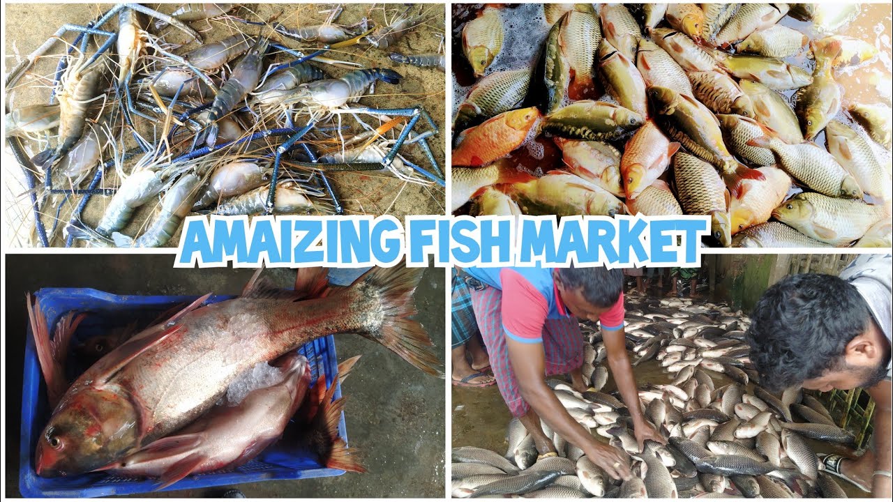 কোটি টাকার মাছ দেখুন । Amaizing fish Market । Fish video । Largest Fish ...