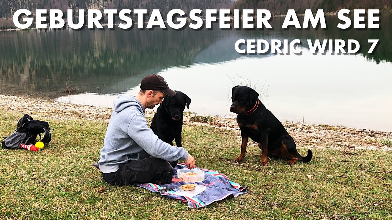 Cedric der Labrador - 246 | Geburtstagsfeier am See – Cedric wird 7 - YouTube