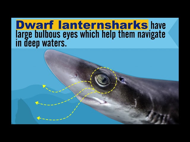 Dwarf Lantern Shark Teeth