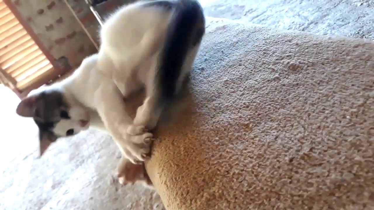 deep cat dance - YouTube