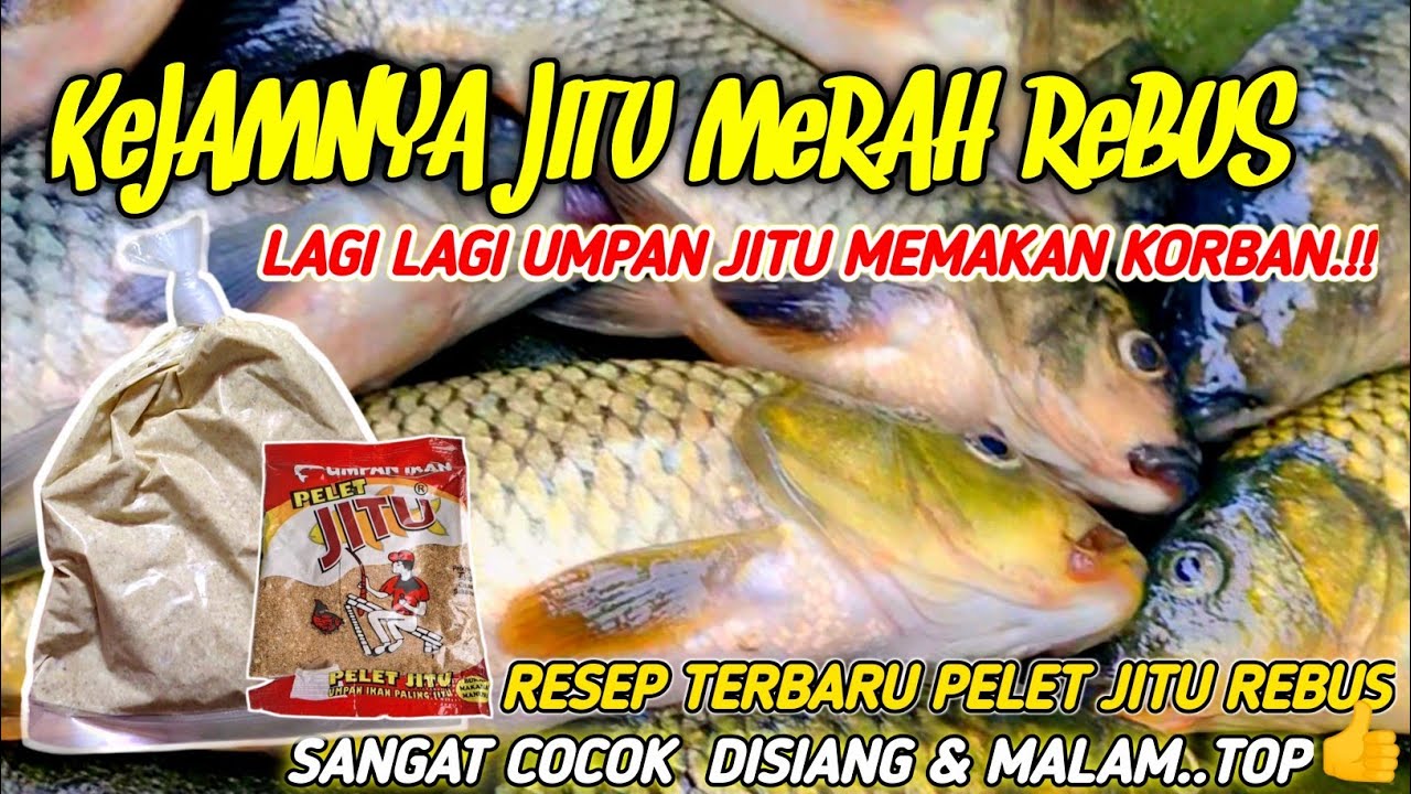 KEJAMNYA PELET JITU REBUS‼️RACIKAN UMPAN JITU MANCING IKAN MAS HARIAN ...