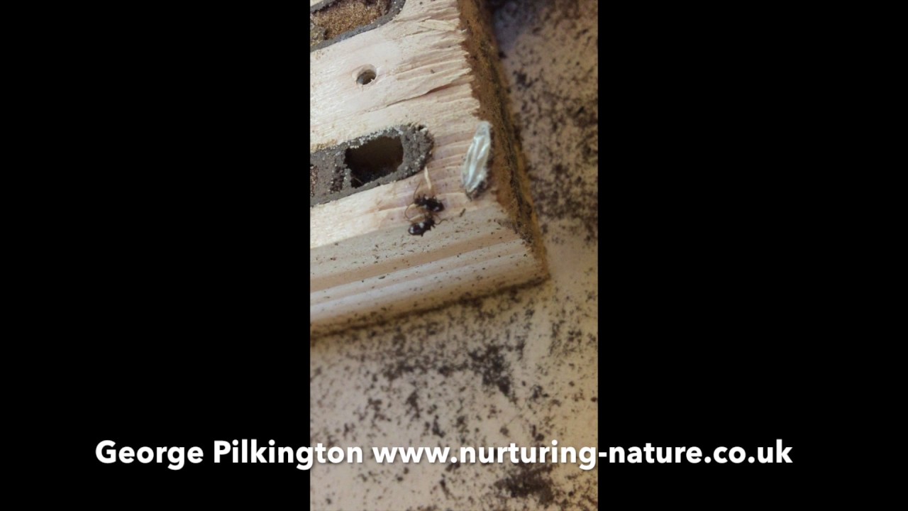 Ptinus sexpunctatus 6 spotted spider beetle inside Red Mason bee nest ...