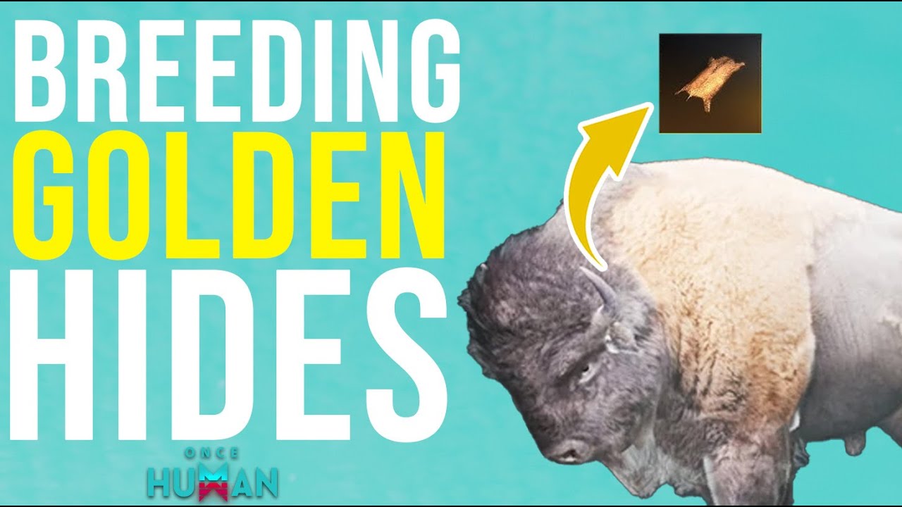 BEST WAY TO GET GOLDEN BUFFALO HIDES FROM BREEDING-ONCE HUMAN (WAY OF ...